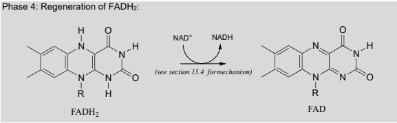 17.4: Reacción de difosfato de tiamina, lipoamida y piruvato ...