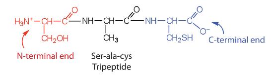 12.4: Peptides and Proteins - Chemistry LibreTexts