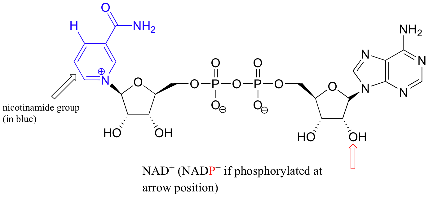 Nadp Structure