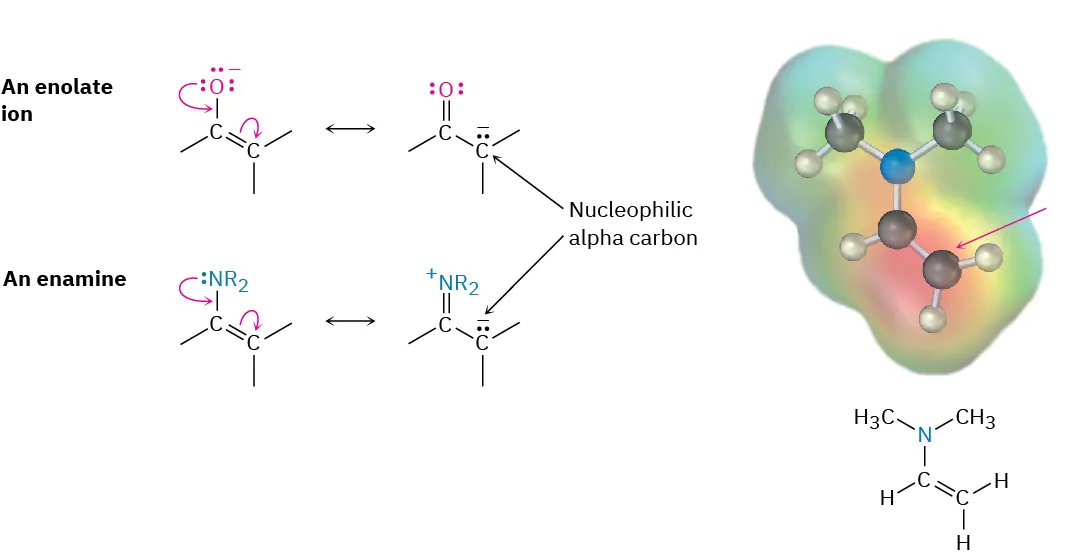 9.12: Carbonyl Condensations with Enamines - The Stork Reaction ...