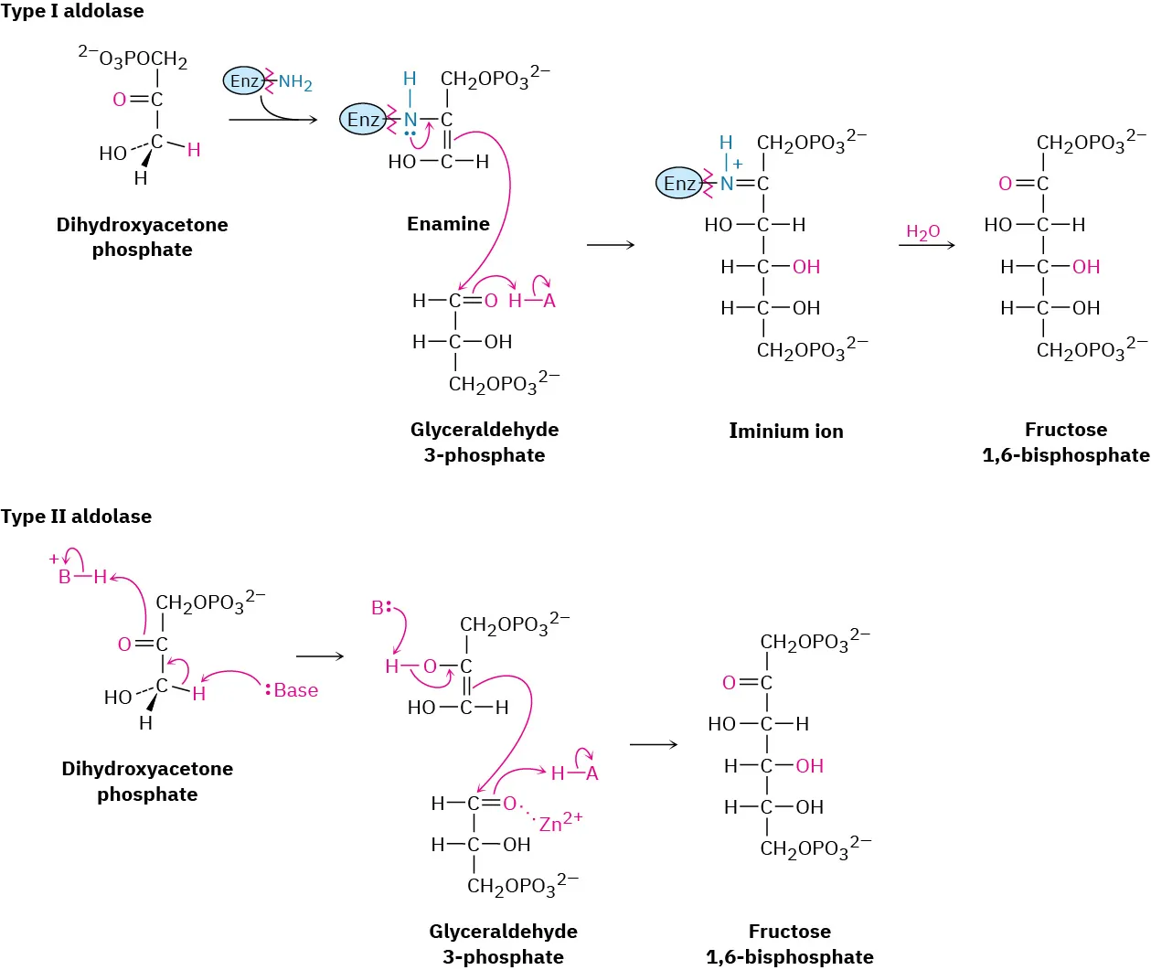 23.14: Some Biological Carbonyl Condensation Reactions - Chemistry ...
