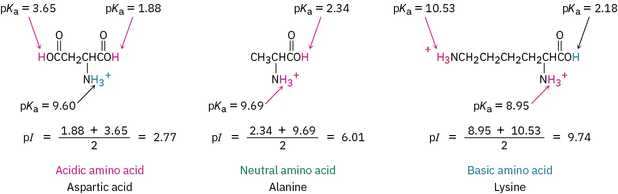 26.3: Amino Acids, the Henderson-Hasselbalch Equation, and Isoelectric ...