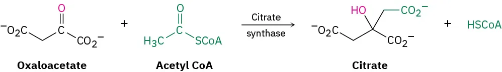 26.12: How do Enzymes Work? Citrate Synthase - Chemistry LibreTexts