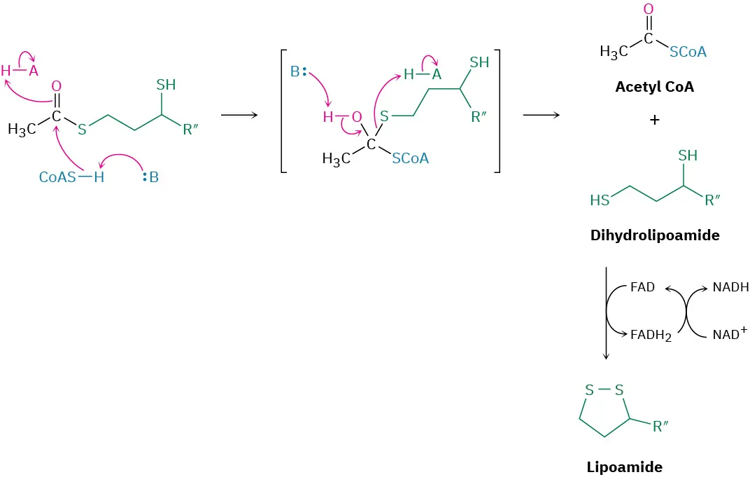 Pyruvate To Acetyl Coa Mechanism