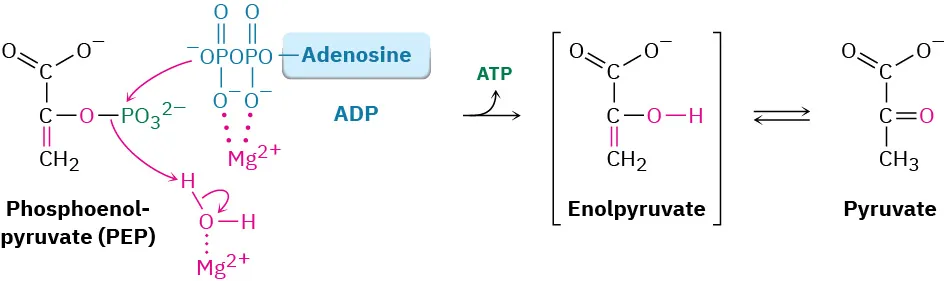 29.6: Catabolism of Carbohydrates- Glycolysis - Chemistry LibreTexts