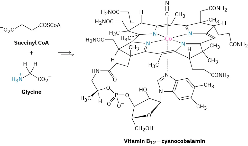 29.10: Some Conclusions about Biological Chemistry - Chemistry LibreTexts