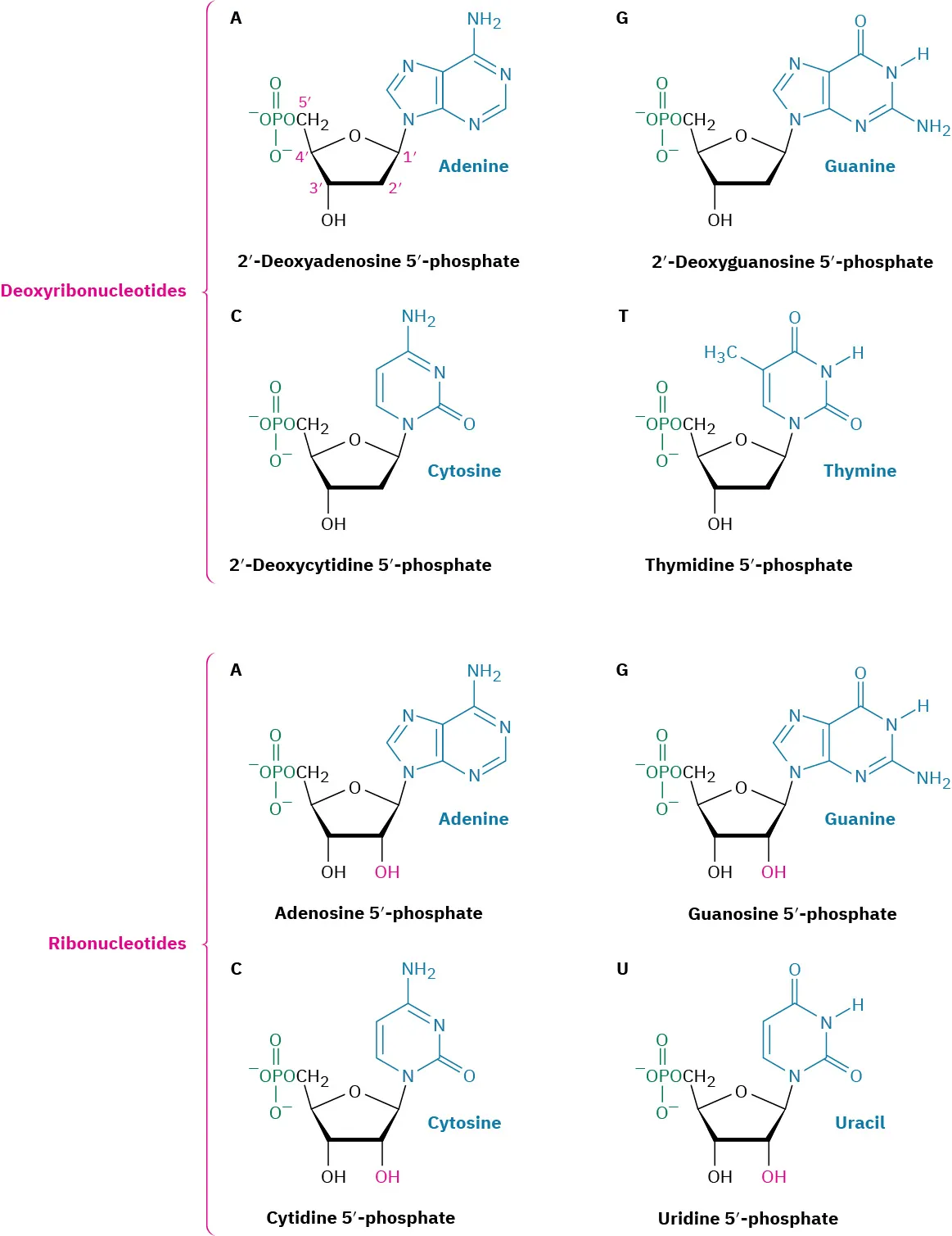 28.2: Nucleotides and Nucleic Acids - Chemistry LibreTexts