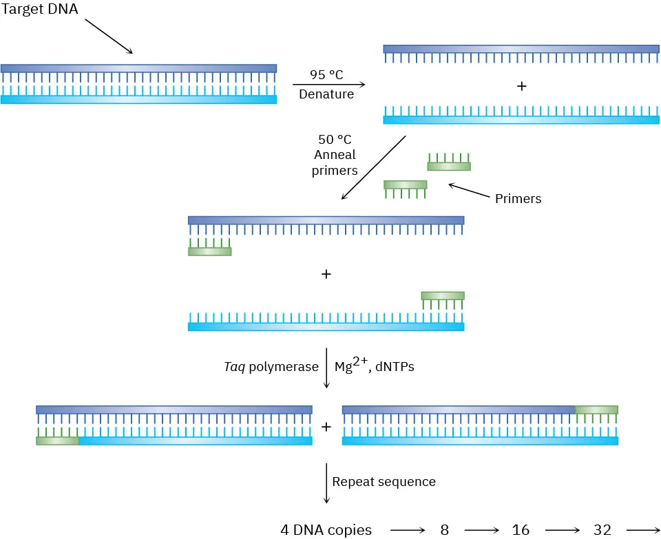 28.9: The Polymerase Chain Reaction - Chemistry LibreTexts