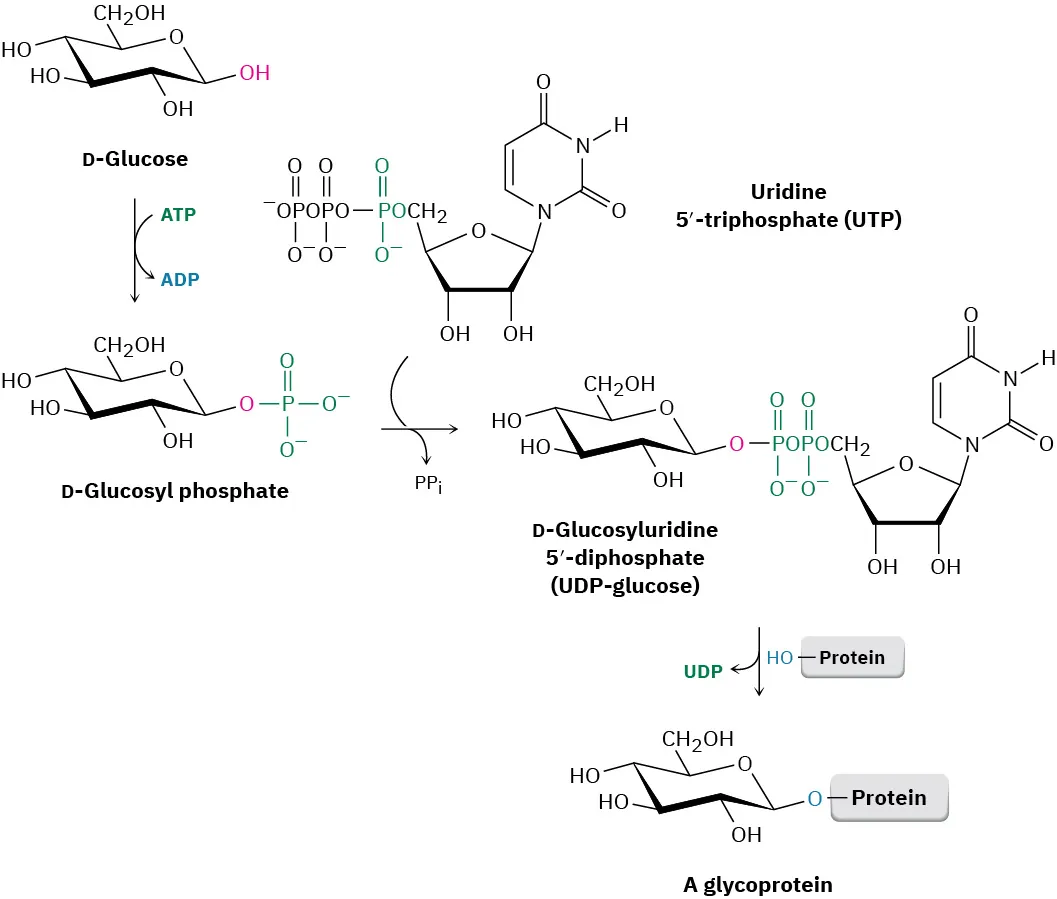 25.7: Reactions of Monosaccharides - Chemistry LibreTexts