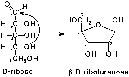 11.6: Cyclic Structures of Monosaccharides - Anomers - Chemistry LibreTexts