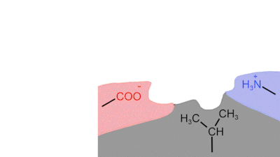 3.8: Chirality related topics - Chemistry LibreTexts