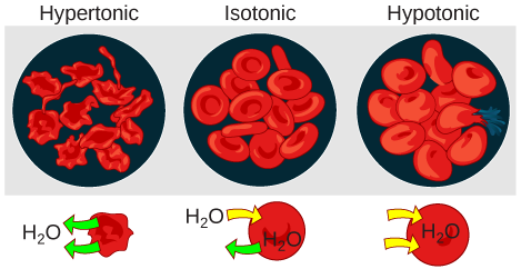 5.5: Passive Transport - Tonicity - Chemistry LibreTexts