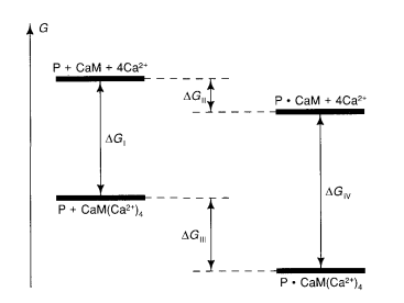 3.4: Calmodulina - LibreTexts Español