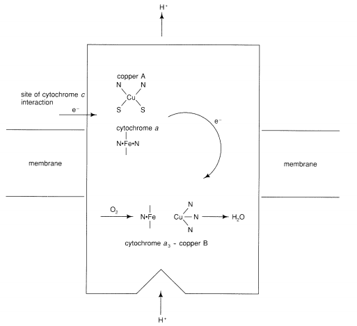 5.4: Cytochrome c Oxidase - Chemistry LibreTexts